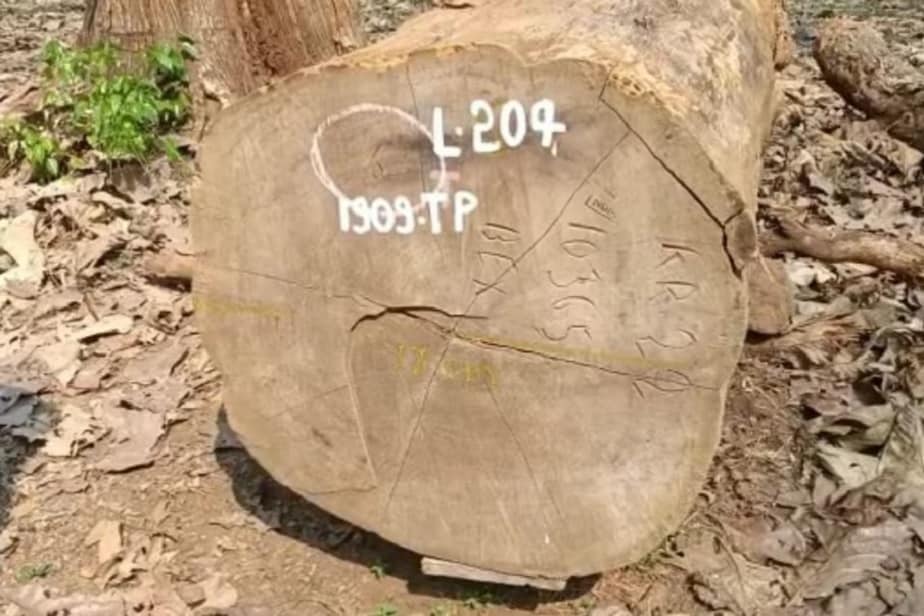 Teak Tree: ಬರೋಬ್ಬರಿ 40 ಲಕ್ಷಕ್ಕೆ ಮಾರಾಟವಾಗಿದೆ ಈ ತೇಗದ ಮರ, ಸಾರ್ವಕಾಲಿಕ ದಾಖಲೆ ...