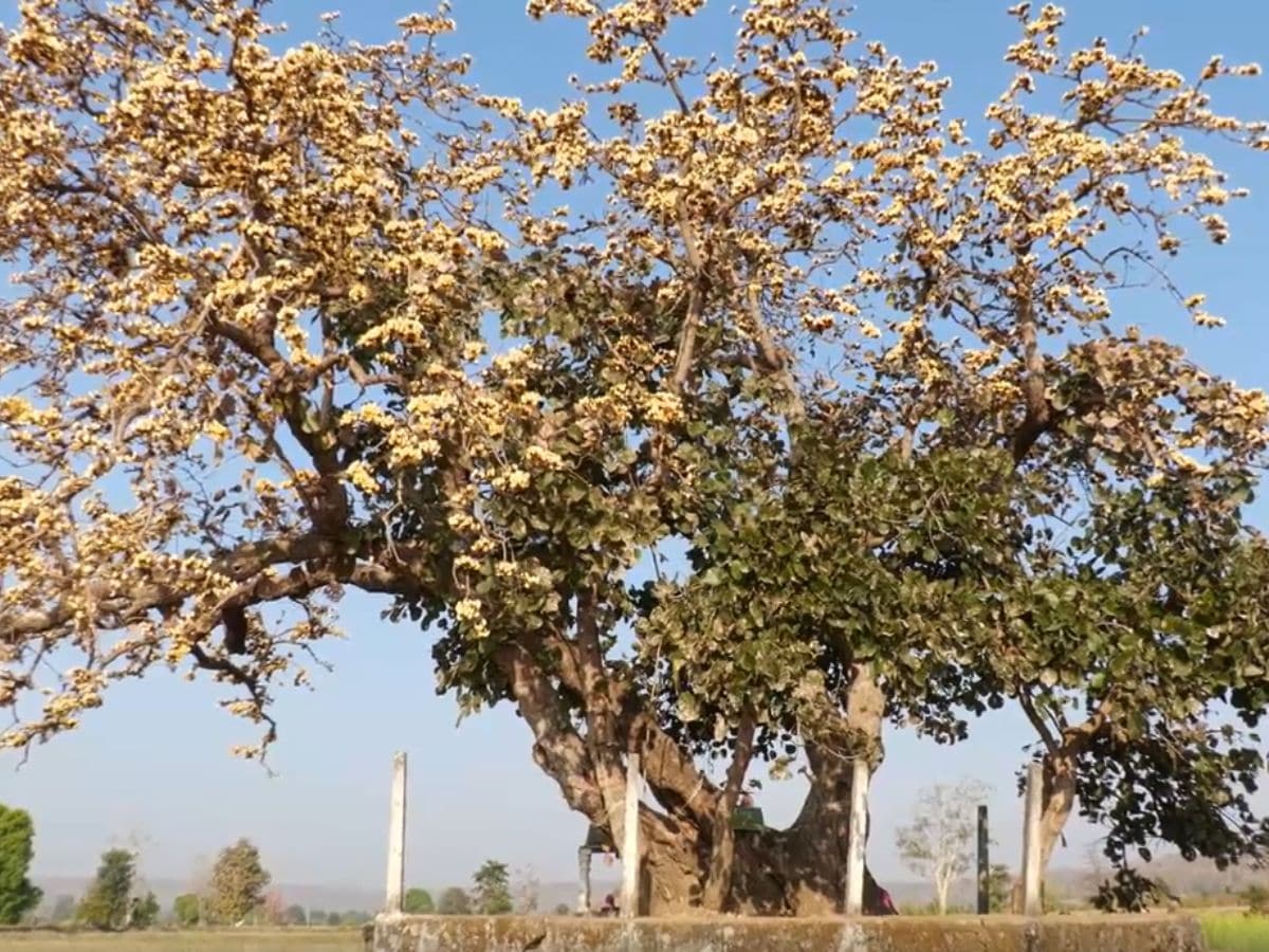 ನಮ್ಮ ದೇಶದ ಅದ್ಭುತ ಮರ ಇದು, ಇದರಲ್ಲಿ ಬಿಡುವ ಹೂಗಳನ್ನು ಕದಿಯಲು ವಿದೇಶದಿಂದ ...