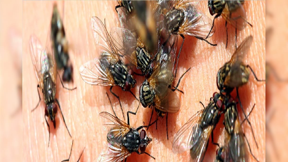 House Fly: ಬೇಸಿಗೆಯಿಂದ ನೊಣಗಳ ಕಾಟ ಹೆಚ್ಚಾಗಿದ್ಯಾ? ಡೋಂಟ್ ವರಿ ಹೀಗೆ ಮಾಡಿ 2 ...