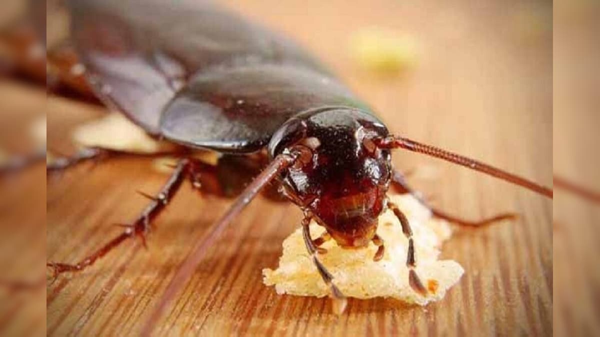 Cleaning Tips: ಮಳೆಗಾಲದಲ್ಲೂ ಜಿರಳೆ ಕಾಟನಾ? ಹಾಗಾದ್ರೆ ಈ ಟಿಪ್ಸ್ ಫಾಲೋ ಮಾಡಿ ಓಡಿ ...