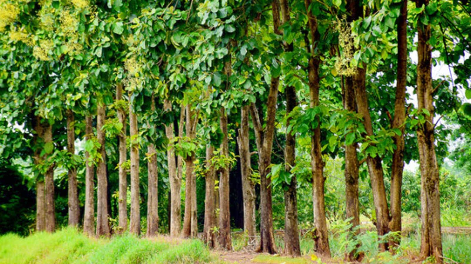 business idea five types of trees can make you millionaire/ – News18 ಕನ್ನಡ