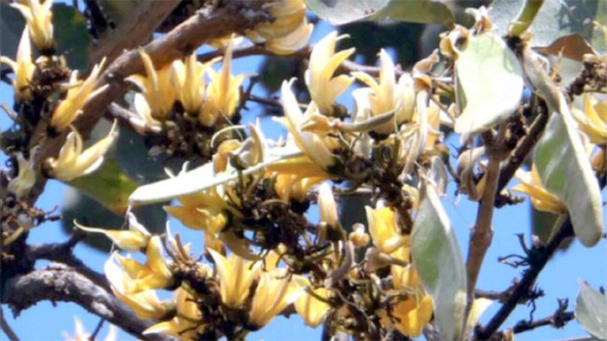 Unique Tree: ನಮ್ಮ ದೇಶದ ಅದ್ಭುತ ಮರ ಇದು, ಇದರಲ್ಲಿ ಬಿಡುವ ಹೂಗಳನ್ನು ಕದಿಯಲು ...