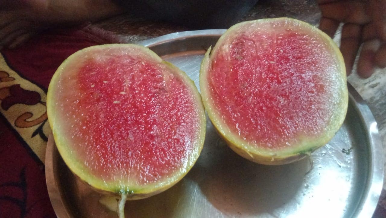 Yellow Watermelon: ಕೆಂಪಲ್ಲ, ಇದು ಹಳದಿ ಕಲ್ಲಂಗಡಿ! ಭರ್ಜರಿ ಲಾಭ ಗಳಿಸಿದ ಮಲೆನಾಡ ...