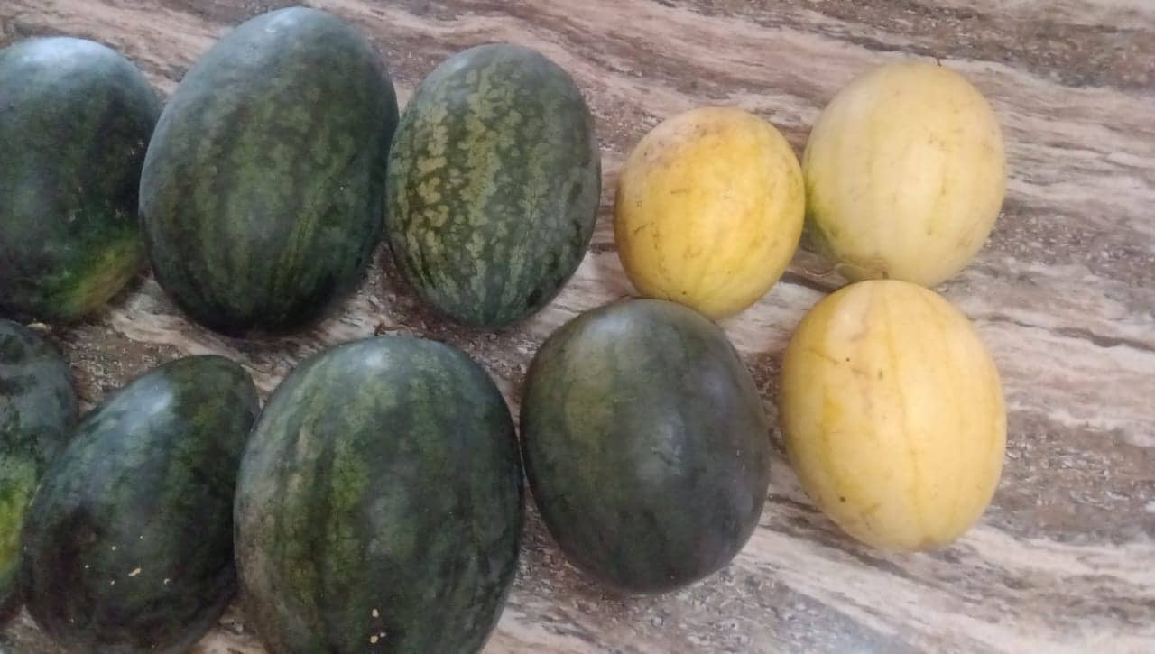 Yellow Watermelon: ಕೆಂಪಲ್ಲ, ಇದು ಹಳದಿ ಕಲ್ಲಂಗಡಿ! ಭರ್ಜರಿ ಲಾಭ ಗಳಿಸಿದ ಮಲೆನಾಡ ...