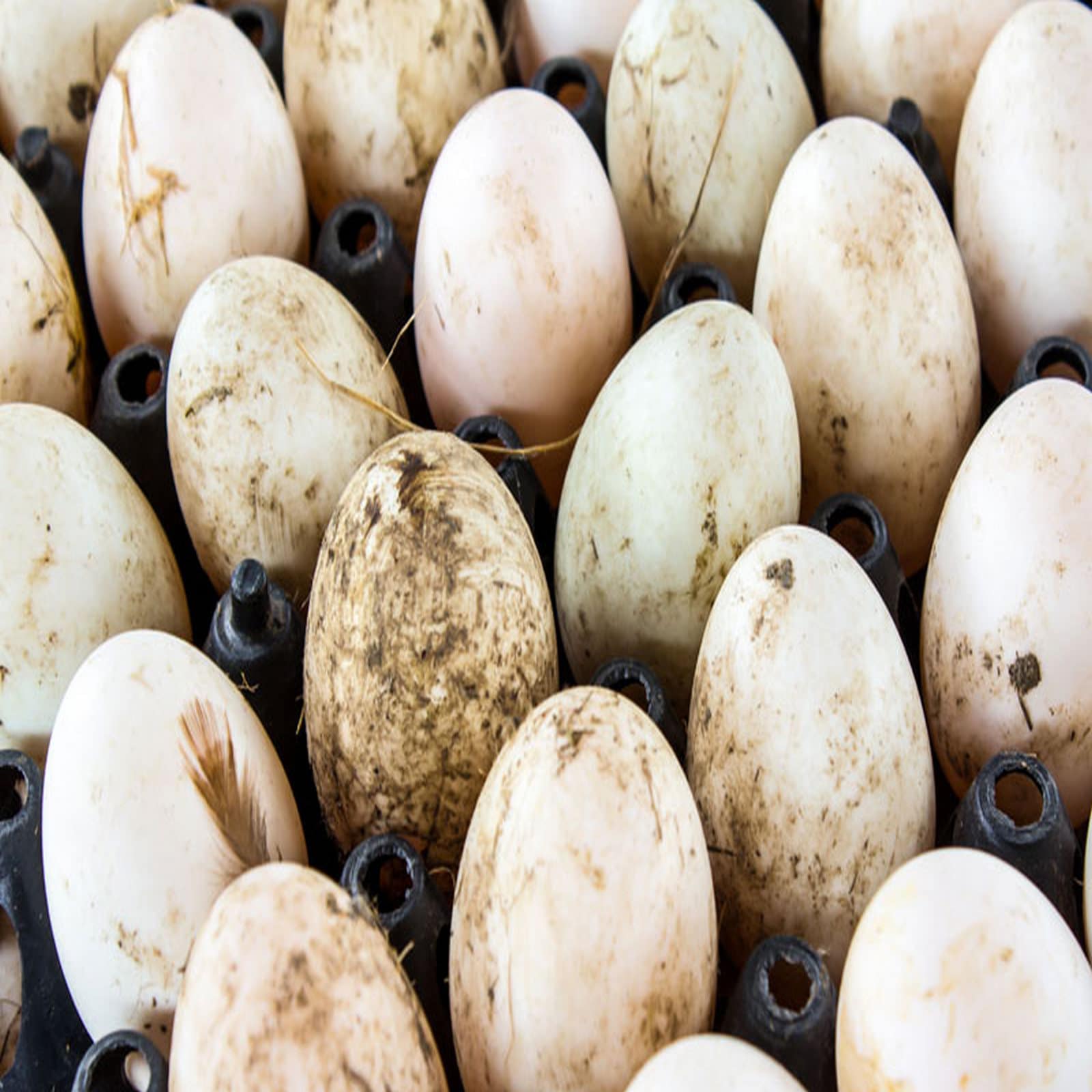 ಬೇಸಿಗೆಯಲ್ಲಿ ಪ್ರತಿದಿನ ಮೊಟ್ಟೆ ತಿನ್ನಬೇಕಾ? ಬೇಡವಾ? ನಿಮ್ಮ ಗೊಂದಲಕ್ಕೆ ಇಲ್ಲಿದೆ ...