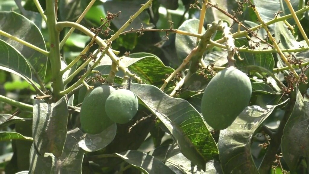 Walking Tree: ಇದು 1300 ವರ್ಷಕ್ಕಿಂತ ಹಿಂದಿನ ನಡೆದಾಡುವ ಮಾವಿನ ಮರ! – News18 ಕನ್ನಡ