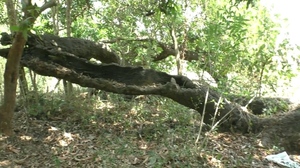 Walking Tree: ಇದು 1300 ವರ್ಷಕ್ಕಿಂತ ಹಿಂದಿನ ನಡೆದಾಡುವ ಮಾವಿನ ಮರ! – News18 ಕನ್ನಡ