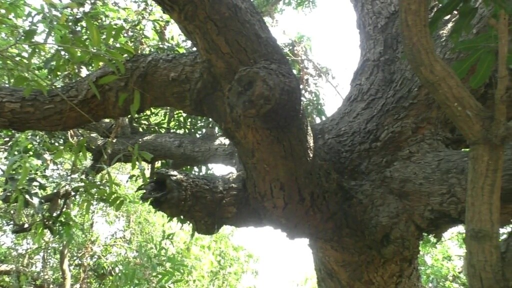 Walking Tree: ಇದು 1300 ವರ್ಷಕ್ಕಿಂತ ಹಿಂದಿನ ನಡೆದಾಡುವ ಮಾವಿನ ಮರ! – News18 ಕನ್ನಡ