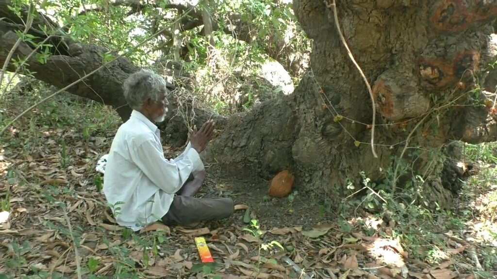 Walking Tree: ಇದು 1300 ವರ್ಷಕ್ಕಿಂತ ಹಿಂದಿನ ನಡೆದಾಡುವ ಮಾವಿನ ಮರ! – News18 ಕನ್ನಡ