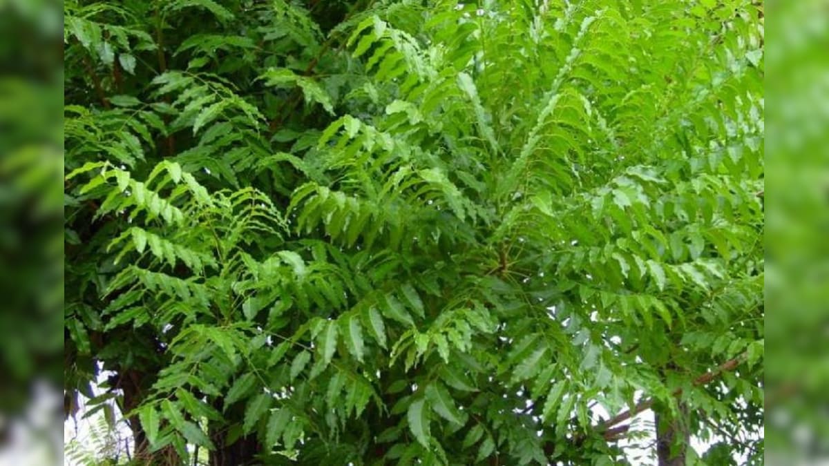 Tree Health Care: ಆಮ್ಲಜನಕವನ್ನು ಹೆಚ್ಚು ಉತ್ಪಾದಿಸುವ ಮರಗಳು ಯಾವುದು ಗೊತ್ತಾ ...