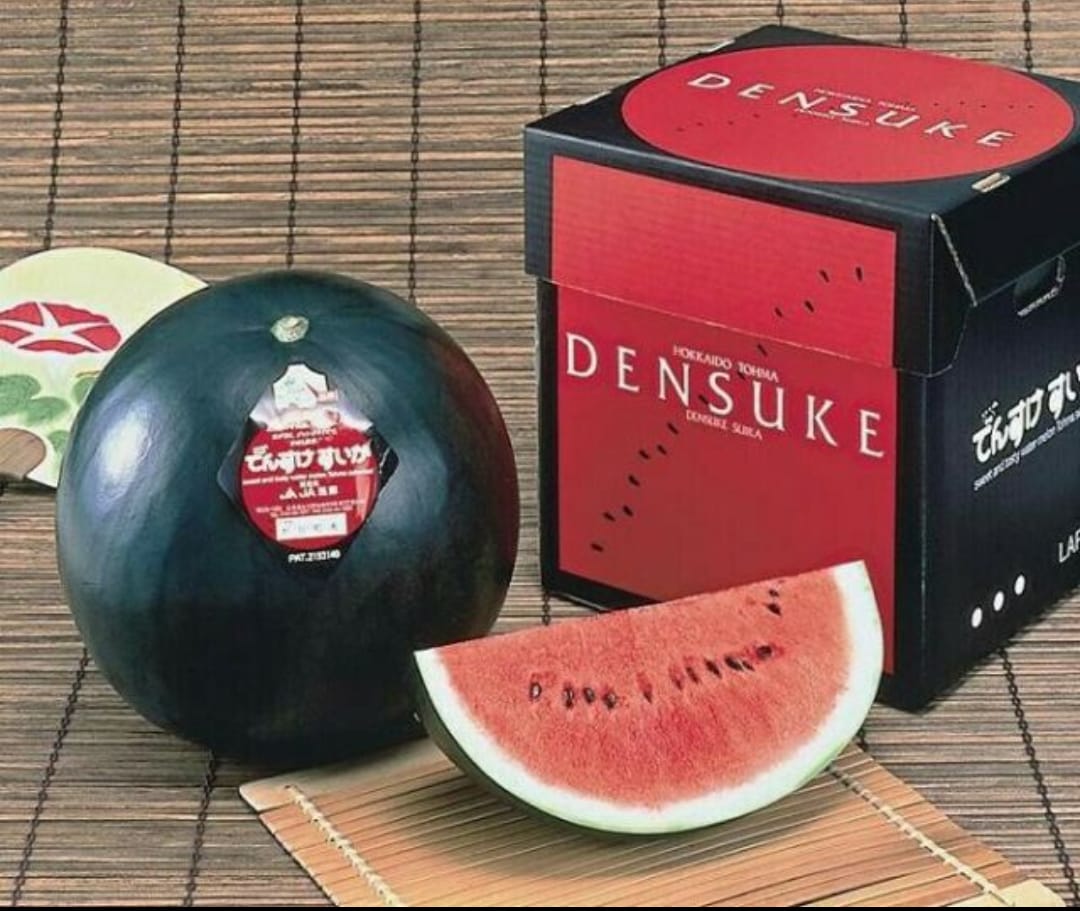 ಅಬ್ಬಬ್ಬಾ, ಈ ಕಲ್ಲಂಗಡಿ ಹಣ್ಣಿನ ಬೆಲೆ 5 ಲಕ್ಷ ರೂಪಾಯಿ! ಯಾಕೆ ಇಷ್ಟೊಂದು ಕಾಸ್ಟ್ಲಿ ...