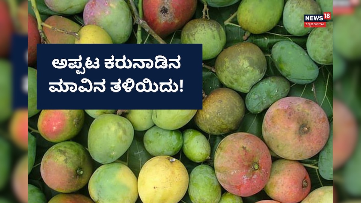 Kari Ishad Mango: ಅಂಕೋಲಾ ಕರಿ ಇಷಾಡ ಮಾವಿಗೆ GI ಮಾನ್ಯತೆ! – News18 ಕನ್ನಡ