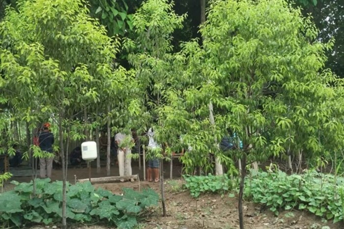 Agriculture: ಈ ಮರ ಬೆಳೆದರೆ ನೀವೂ 12 ವರ್ಷಗಳಲ್ಲಿ ಕೋಟ್ಯಾಧಿಪತಿಗಳಾಗಬಹುದು ...