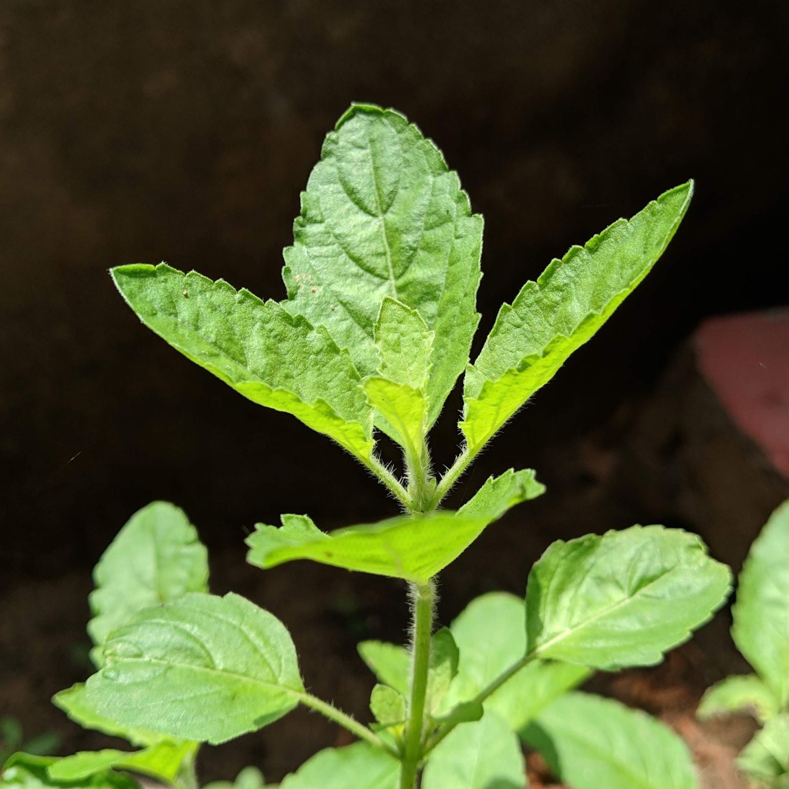 Tulasi: ತುಳಸಿ ಗಿಡಕ್ಕೆ ಈ 2 ದಿನ ನೀರು ಹಾಕಲೇಬೇಡಿ- ಲಕ್ಷ್ಮಿ ಮನೆ ಬಿಟ್ಟು ...