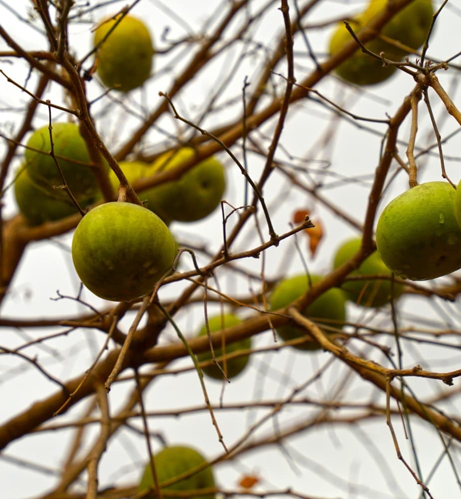 Lucky Tree: ಈ ಒಂದು ಮರ ಮನೆಯಲ್ಲಿದ್ರೆ ಸಾಕು ಅದೃಷ್ಟವೇ ಹುಡುಕಿ ಬರುತ್ತೆ ...