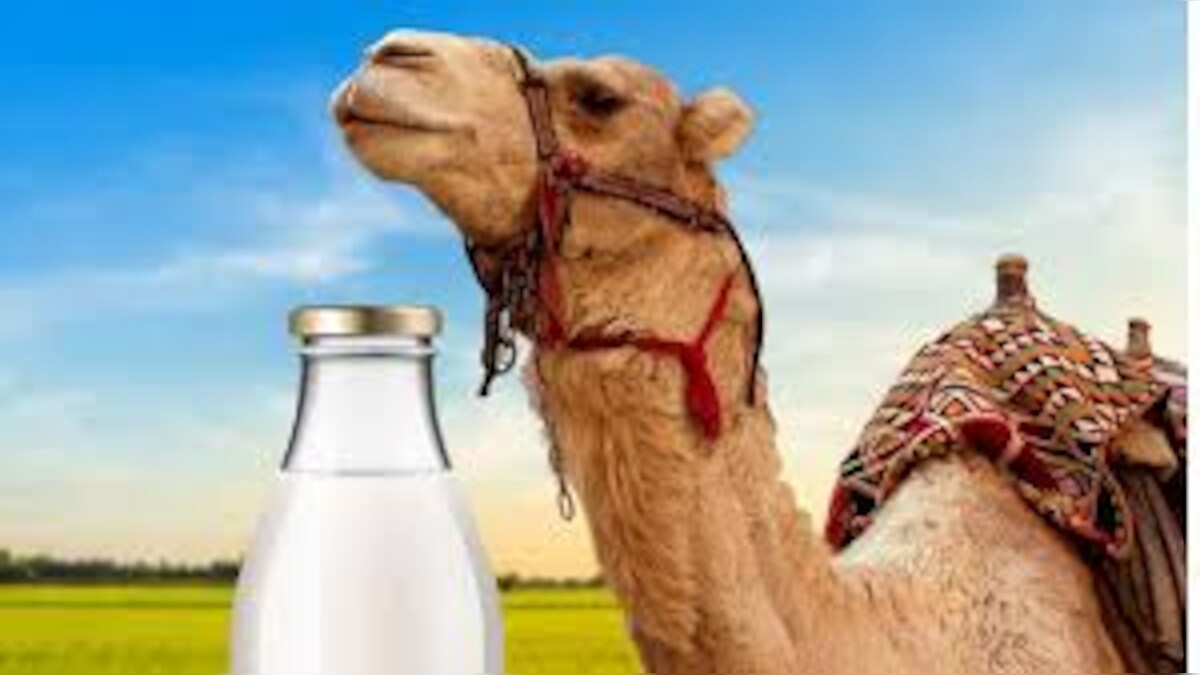 Camel milk: ಒಂಟೆ ಹಾಲಿನಲ್ಲಿದ್ಯಂತೆ ಸೂಪರ್ ಪವರ್! ನವದಂಪತಿ ಇದನ್ನೇ ಜಾಸ್ತಿ ...