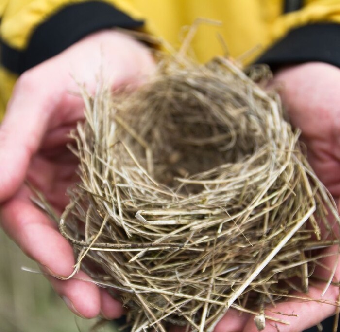 Bird's Nest Astrology: ಈ ಹಕ್ಕಿ ನಿಮ್ಮನೆಯಲ್ಲಿ ಗೂಡು ಕಟ್ಟಿದ್ರೆ ಅದೃಷ್ಟನೇ ...