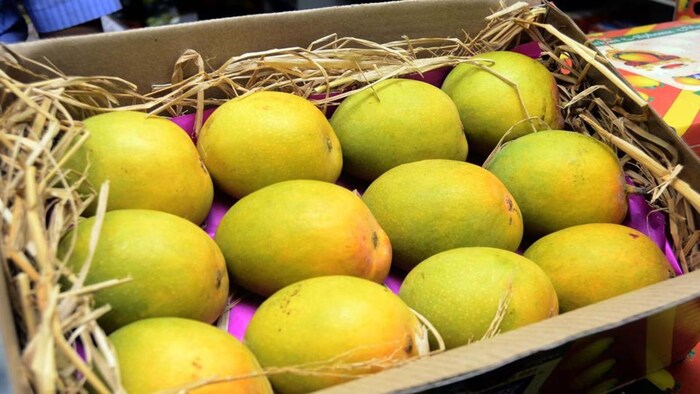 Costly Mango: ಈ ಒಂದು ಮಾವಿನ ಹಣ್ಣಿನ ಬೆಲೆಗೆ ಹೊಸ ವಾಷಿಂಗ್ ಮೆಷಿನ್ ಬರುತ್ತೆ!