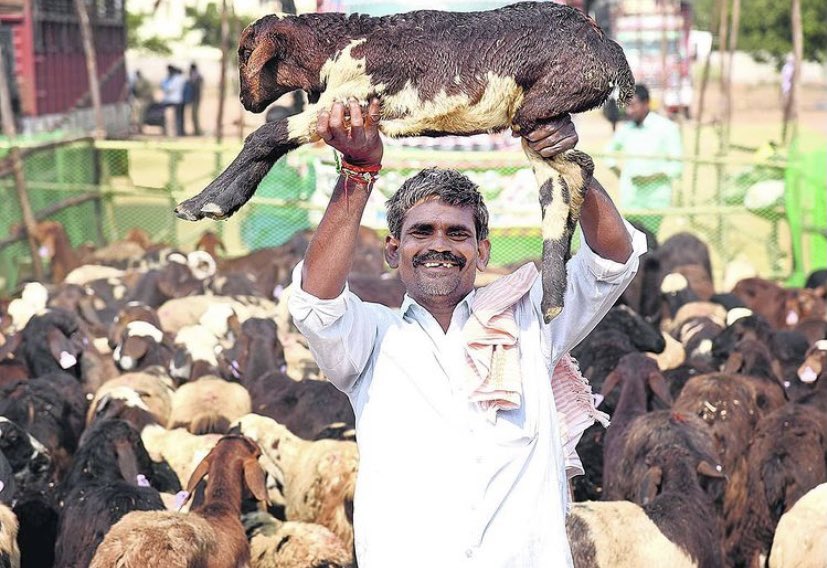 Sheep Distribution: ಬಡವರ ಕಲ್ಯಾಣಕ್ಕಾಗಿ ಕುರಿ ವಿತರಣೆ ಯೋಜನೆ ಆರಂಭಿಸಿದ ಸರ್ಕಾರ ...