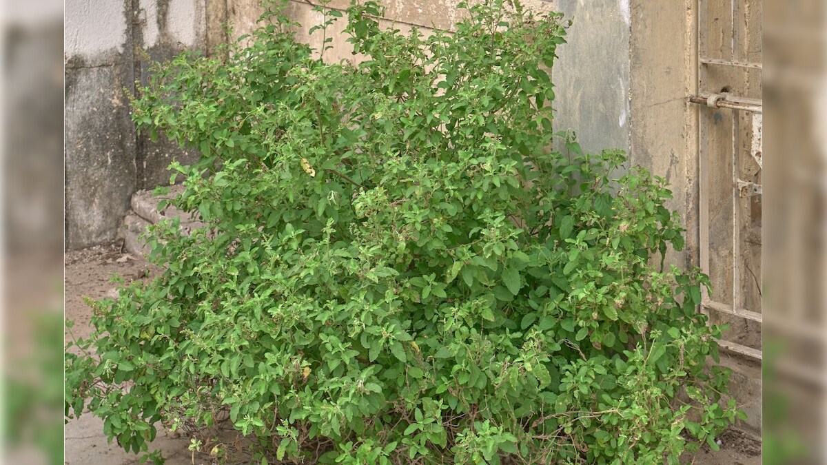 ಮನೆ ಅಂಗಳದಲ್ಲಿರುವ ತುಳಸಿ ಗಿಡ ಬಾಡಿ ಹೋಗ್ತಿದ್ಯಾ? ಡೋಂಟ್ ವರಿ ಈ ಟಿಪ್ಸ್ ಫಾಲೋ ...