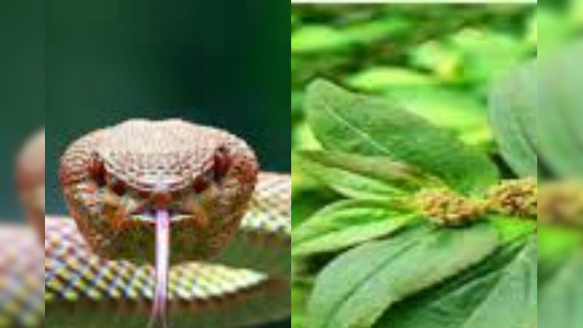 Snake Weed Plant: ಈ ಒಂದು ಗಿಡ ಮನೆಯಲ್ಲಿದ್ರೆ ಸಾಕು ಮನೆಗೆ ಹಾವು, ಚೇಳು ಏನೂ ...