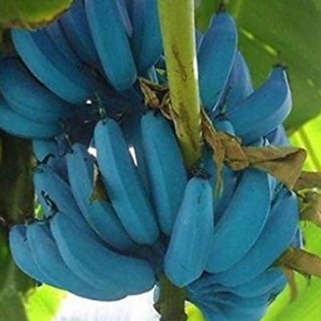 Blue Banana: ಹಸಿರು, ಹಳದಿಯಲ್ಲ, ಇದು ನೀಲಿ ಬಣ್ಣದ ಬಾಳೆಹಣ್ಣು! ಇದರ ವಿಶೇಷತೆ ಏನು ...