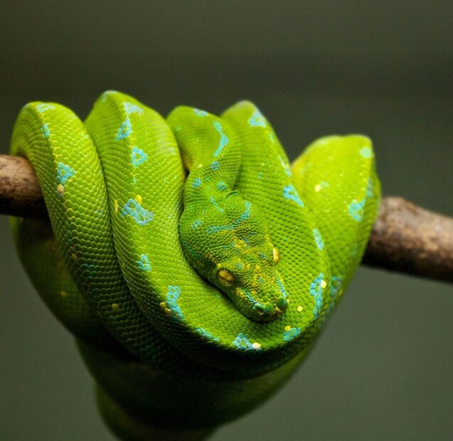 No Snake Country: ಈ ದೇಶದಲ್ಲಿ ಹಾವುಗಳೇ ಇಲ್ವಂತೆ, ಕಾರಣ ಮಾತ್ರ ಶಾಕಿಂಗ್ ...