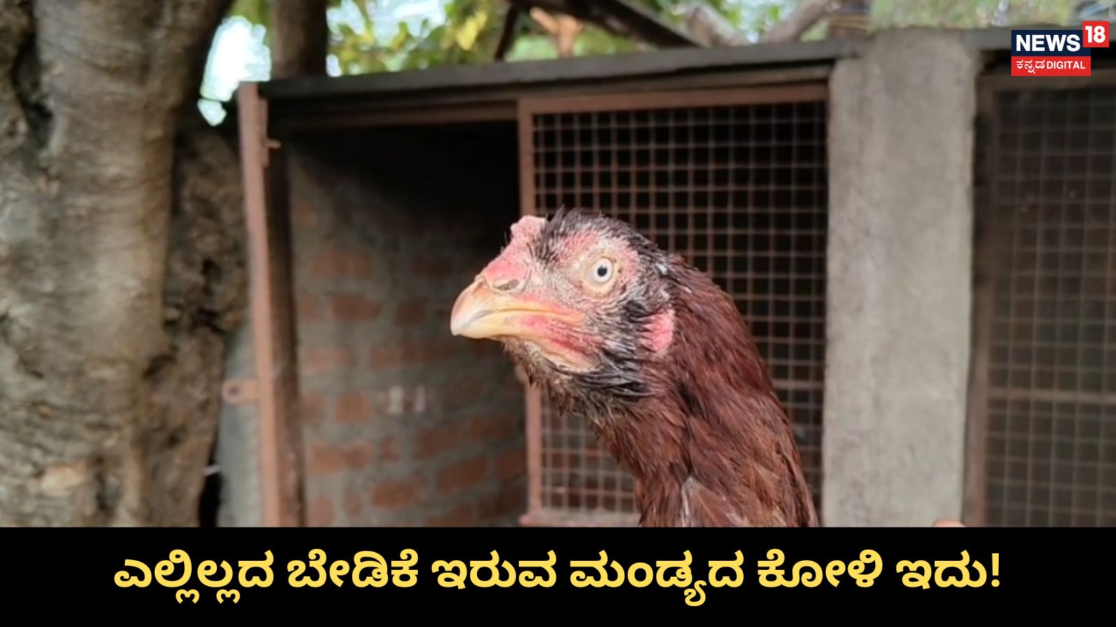 Mandya Fighter Chicken: ಕಾಳಗಕ್ಕೆ ಬಿಟ್ರೆ ಸೋಲುವ ಮಾತೇ ಇಲ್ಲ, ಕೆಂಪನ ಪ್ರೀತಿಗೆ ...