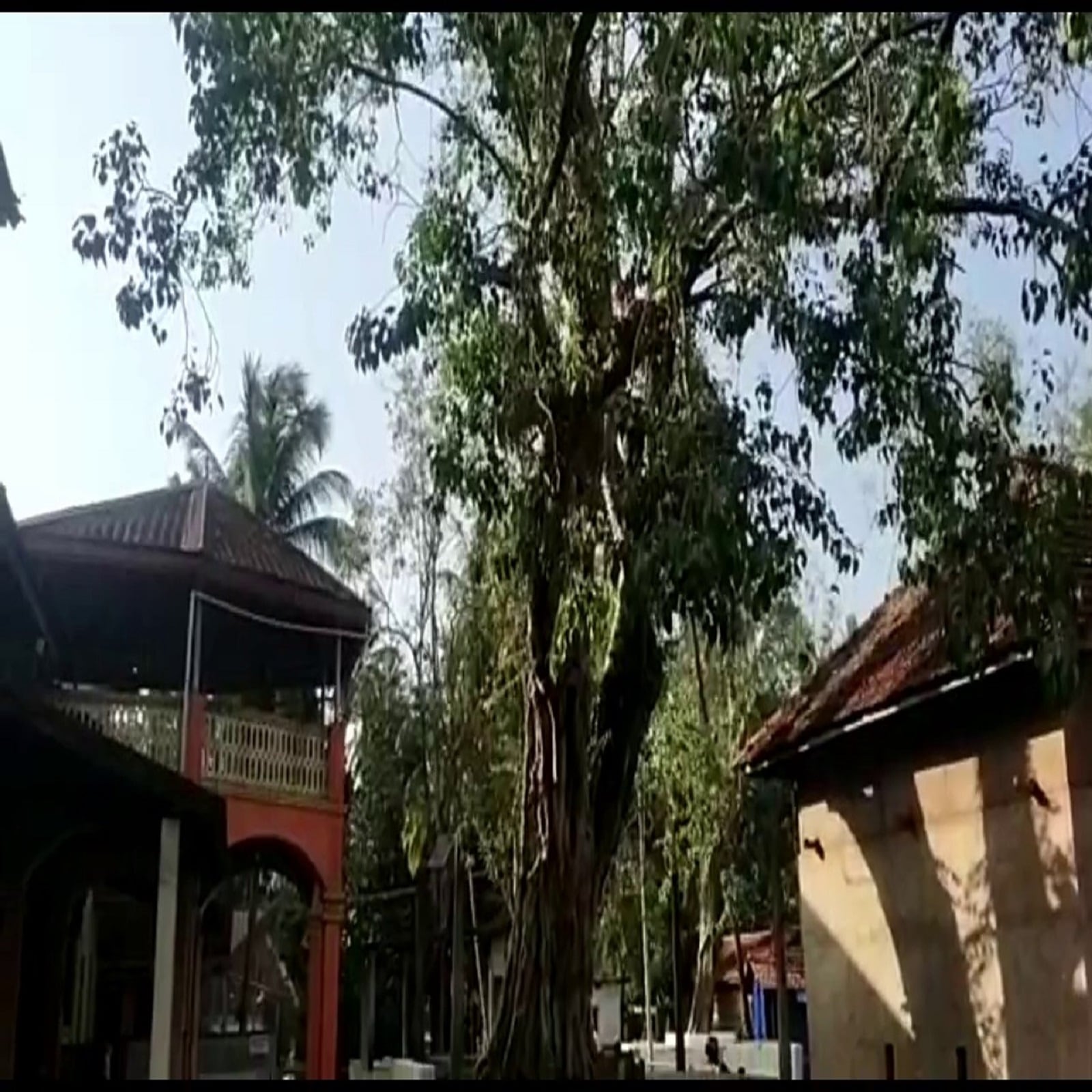 Uttara Kannada: ಈ ಊರಲ್ಲಿ ಮನುಷ್ಯರಿಗಿಂತ ಅರಳಿ ಮರಗಳೇ ಜಾಸ್ತಿಯಂತೆ ...