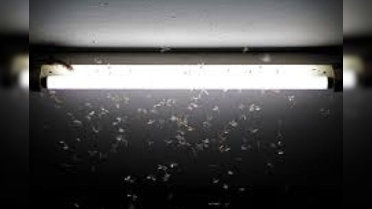 Monsoon Bugs: ಮಳೆಗಾಲದಲ್ಲಿ ಟ್ಯೂಬ್ ಲೈಟ್‌ಗಳ ಮೇಲೆ ಕೀಟಗಳು ಹರಿದಾಡುತ್ತೆ ಏಕೆ ...