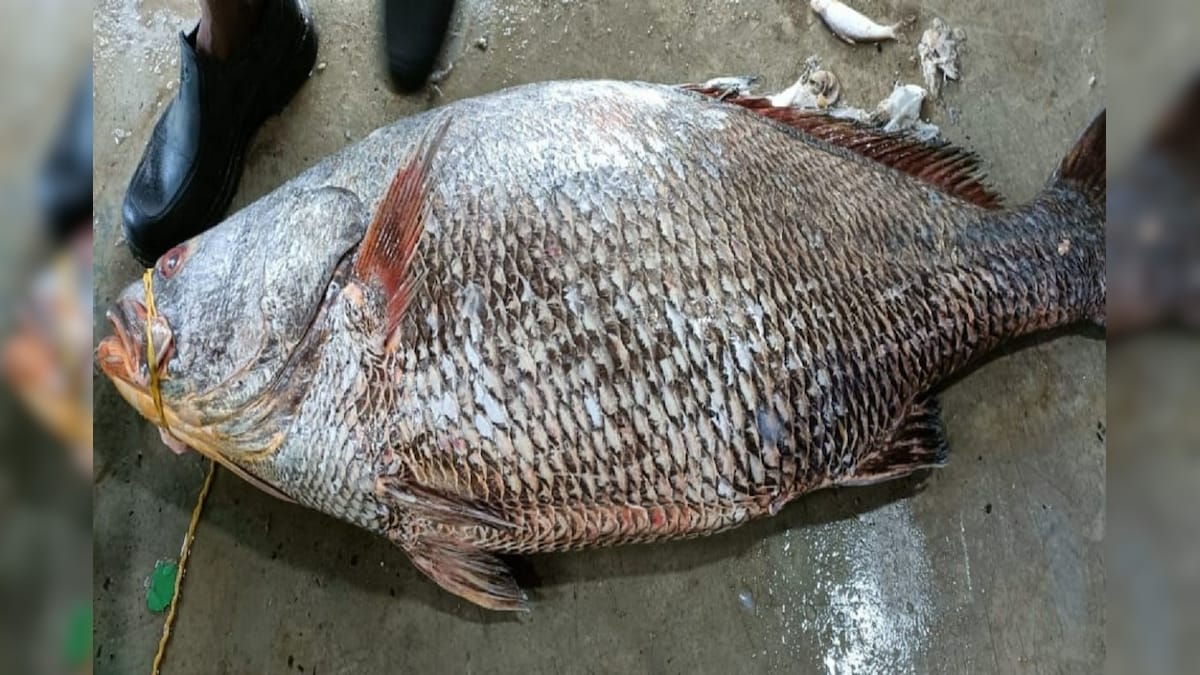 5 Lakh fish: 5 ಲಕ್ಷ ರೂಪಾಯಿಗೆ ಮಾರಾಟವಾಗಿದೆ ಮೀನು! ಯಾಕಿಷ್ಟು ಬೆಲೆ? ಏನಿದರ ವಿಶೇಷ?