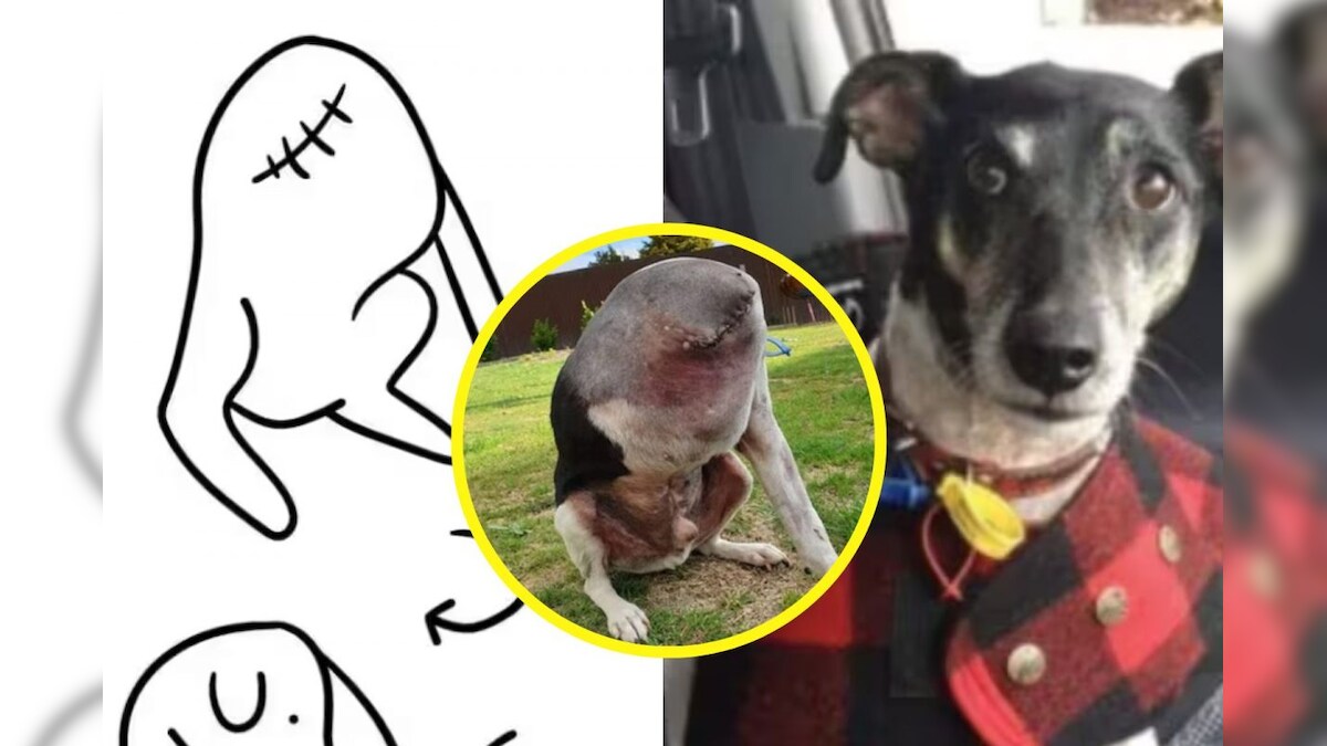 Headless Dog: ತಲೆಯಿಲ್ಲದ ನಾಯಿ ನೋಡಿ ಶಾಕ್ ಆದ ಜನ! ವೈರಲ್ ಫೋಟೋ ಹಿಂದಿನ ರಹಸ್ಯ ...