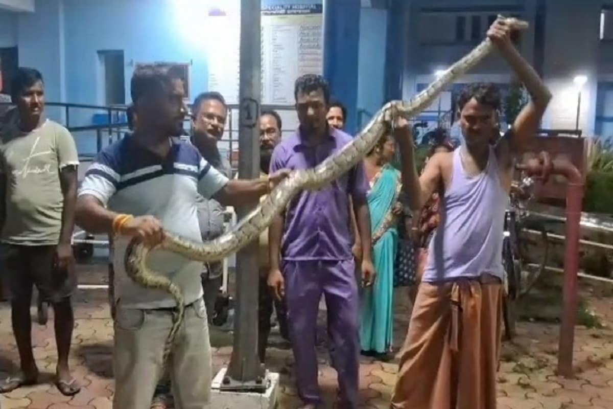 10 ಅಡಿ ಉದ್ದದ ಹೆಬ್ಬಾವು ಹಿಡಿದುಕೊಂಡು ಆಸ್ಪತ್ರೆಗೆ ಬಂದ ರೋಗಿ ವೈದ್ಯರು ರೋಗಿಗಳು ಶಾಕ್ News18 ಕನ್ನಡ