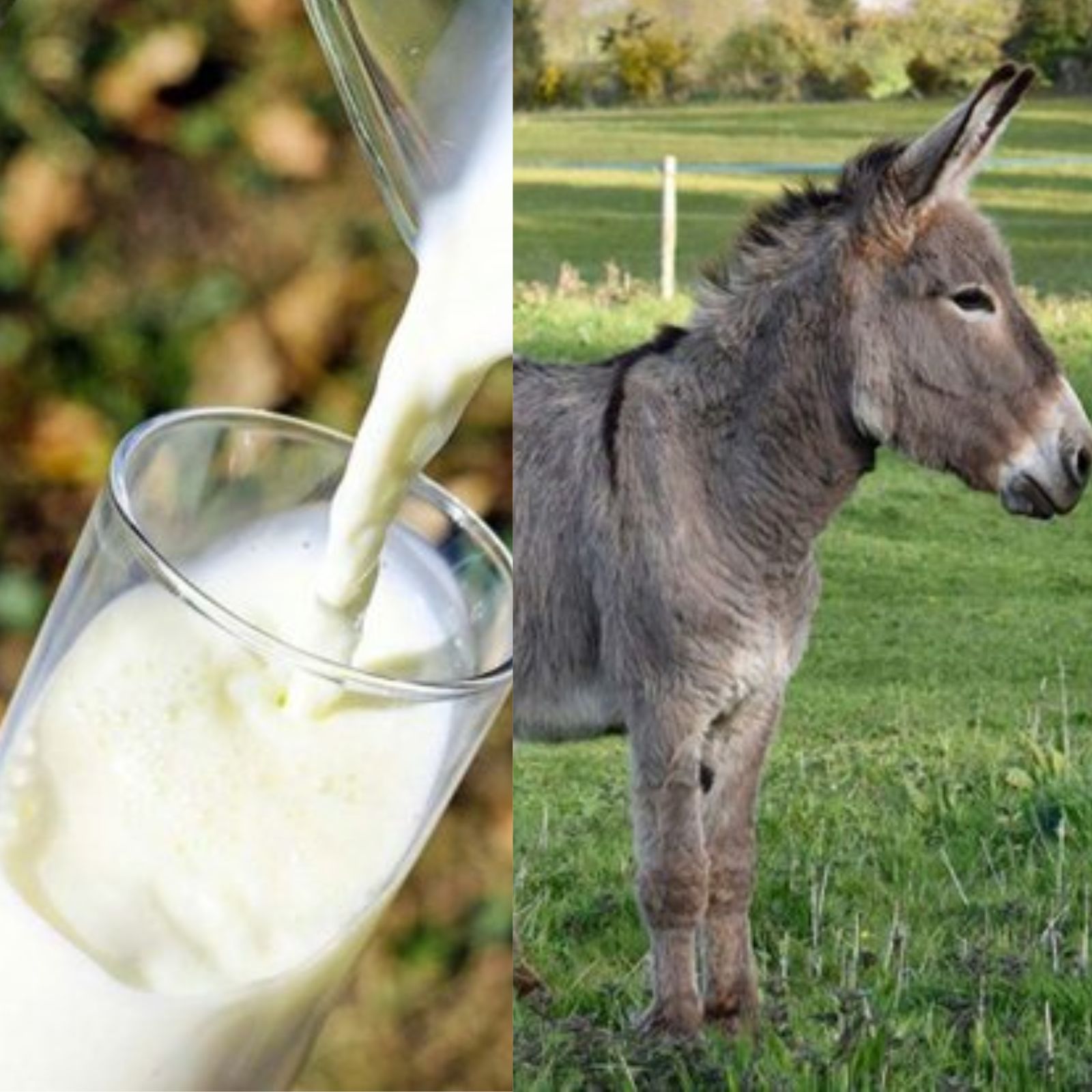 ಕತ್ತೆ ಹಾಲಿಗೆ ಸಿಕ್ಕಾಪಟ್ಟೆ ಡಿಮ್ಯಾಂಡ್, 1 ಲೀಟರ್ ಹಾಲಿಗೆ 5,000 ರೂಪಾಯಿ ಅಂದ್ರೆ ...