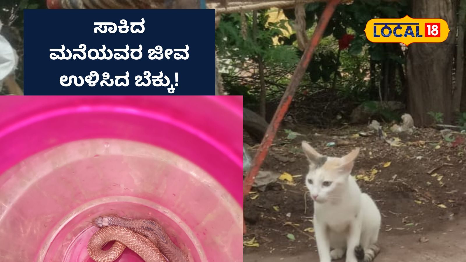 Gadag News: ಬೆಕ್ಕಿನಿಂದ ಉಳಿದ ಜೀವ! ಗದಗದಲ್ಲಿ ಅಪರೂಪದ ಘಟನೆ | ಗದಗ ನ್ಯೂಸ್ ...