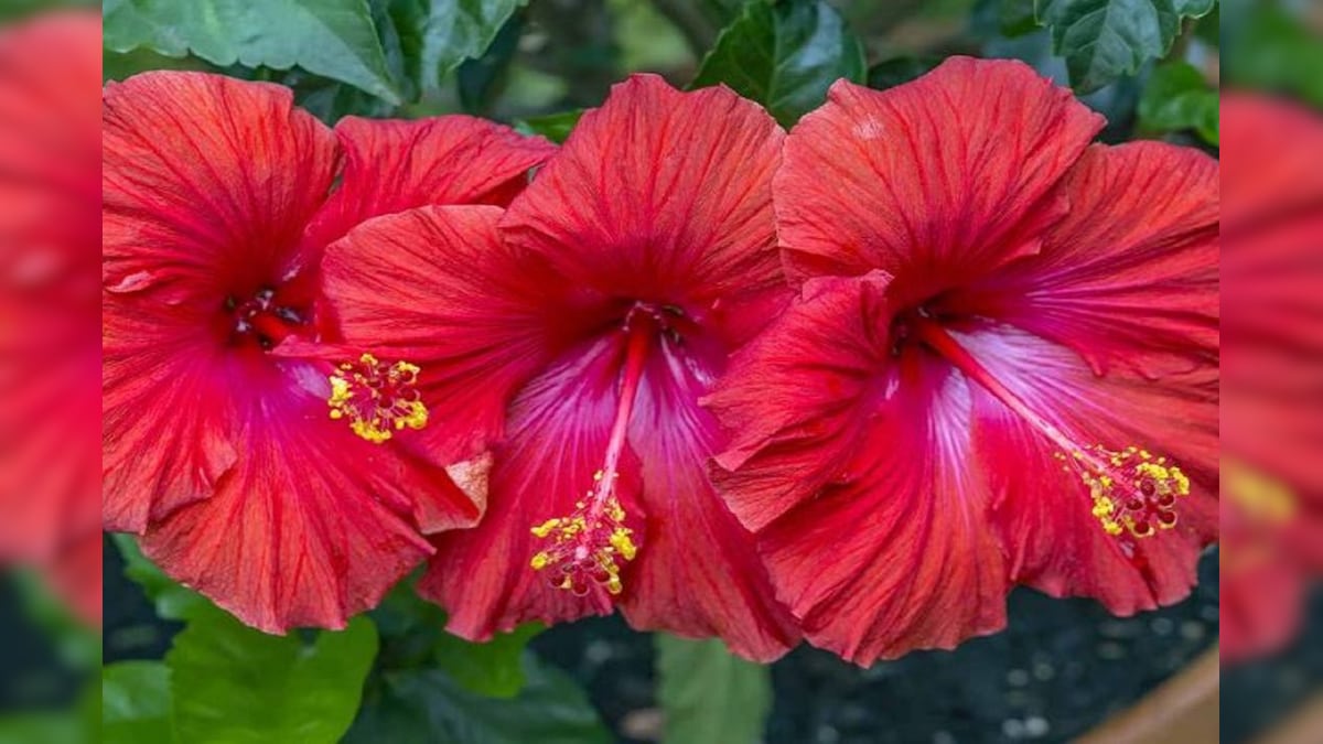Hibiscus Flower Benefits: ಪೂಜೆಗಷ್ಟೇ ಅಲ್ಲ, ದಾಸವಾಳ ಹೂವಿನಲ್ಲಿದೆ ಆರೋಗ್ಯಕ್ಕೆ ...