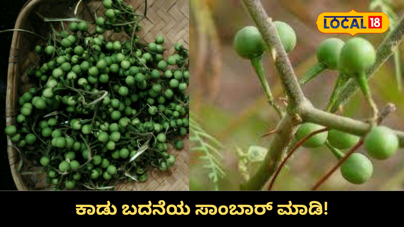 Forest Brinjal Recipe: ಕಾಡು ಬದನೆಕಾಯಿ ಕಂಡ್ರೆ ಮನೆಗೆ ತನ್ನಿ, ಸೂಪರ್ ಆಗಿ ಹೀಗೆ ...