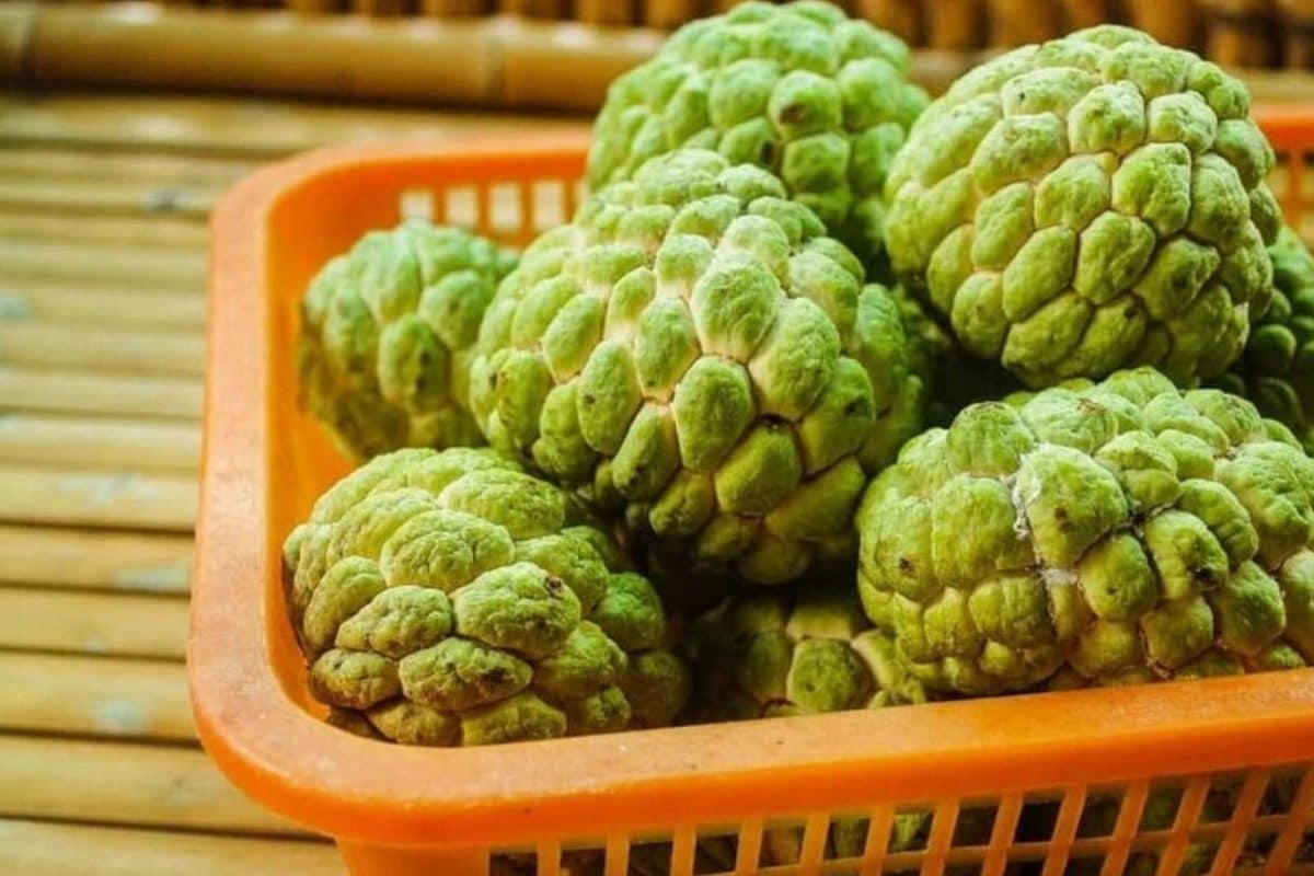 ಸೀತಾಫಲ ತಿನ್ನುವುದರಿಂದ ಸಿಗುತ್ತೆ ಈ ಎಲ್ಲಾ ಆರೋಗ್ಯಕ ಲಾಭಗಳು! | health benefits ...