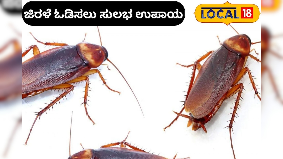 Cockroaches: ಬೆಂಗಳೂರಿನ ಮನೆಗಳಲ್ಲಿ ಜಿರಳೆ ಓಡಿಸುವುದು ಹೇಗೆ?