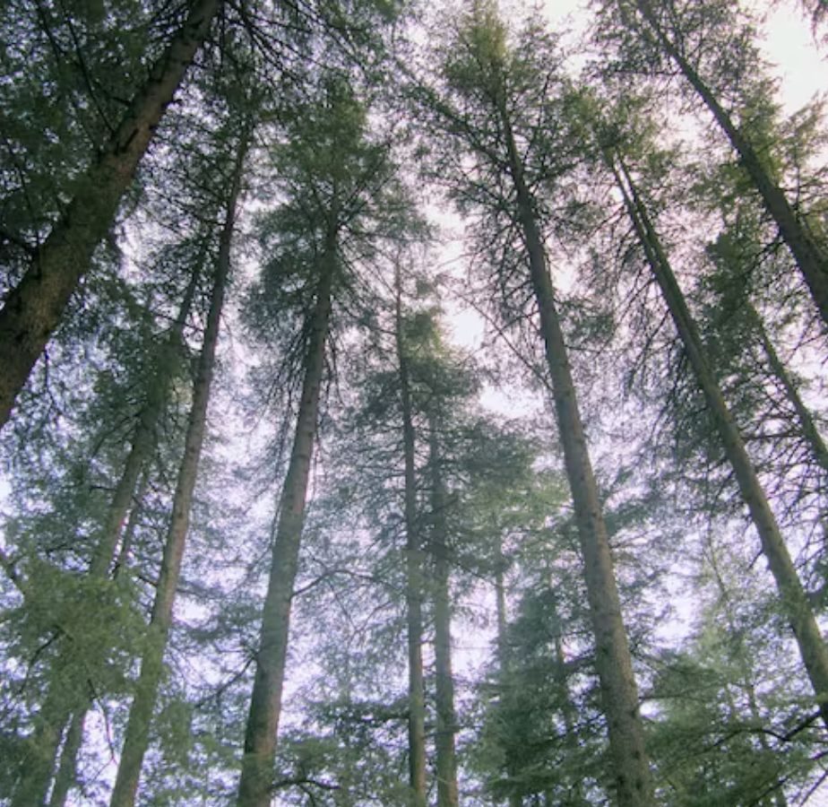 Pakistan National Tree: ಇದು ಪಾಕಿಸ್ತಾನದ ರಾಷ್ಟ್ರೀಯ ಮರ, ಇದಕ್ಕೆ ಭಾರತದಲ್ಲಿದೆ ...
