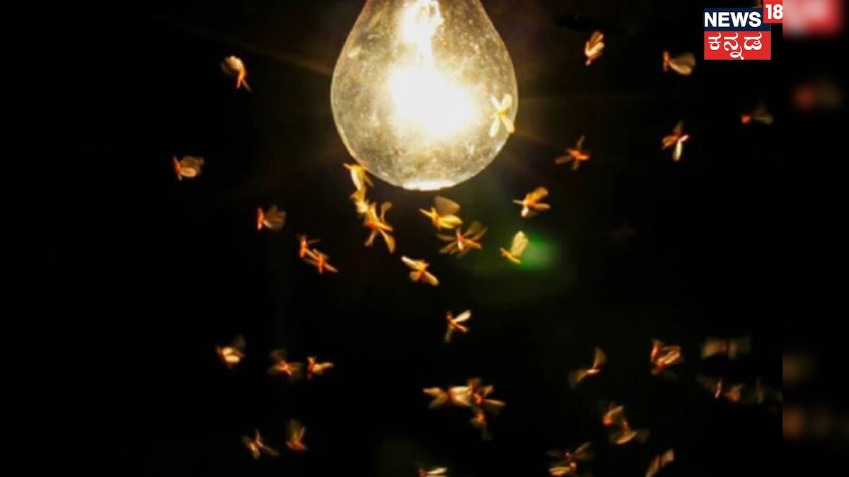 Insects Attack: ಮನೆ ಲೈಟ್ ಹಾಕಿದರೆ ಕೀಟಗಳು ಅಲ್ಲೇ ಬಂದು ಸುತ್ತುತ್ತಿದ್ಯಾ? ಹೀಗೆ ...