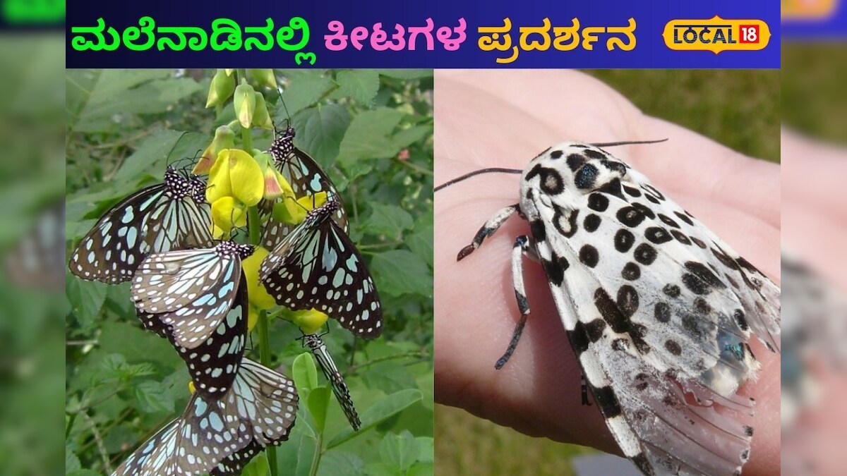 Chikkamagaluru News: ತೇಜಸ್ವಿ ಪ್ರತಿಷ್ಠಾನದಲ್ಲಿ ಕೀಟಗಳ ಪ್ರದರ್ಶನ; ಕಂಡು ...