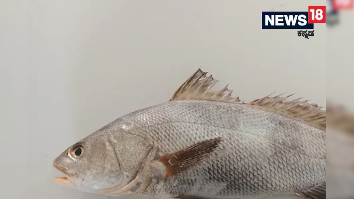 Ghol Fish ಇನ್ಮುಂದೆ ರಾಜ್ಯದ ಮೀನು ಎಂದು ಘೋಷಿಸಿದ ಗುಜರಾತ್! ಯಾಕೆ ಗೊತ್ತಾ? | New ...