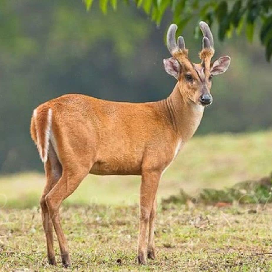 Knowledge Story: ನಾಯಿಯಂತೆ ಬೊಗಳುತ್ತೆ ನಾಯಿಯಲ್ಲ, ಜಿಂಕೆಯಂತೆ ಕಾಣುತ್ತೆ ...