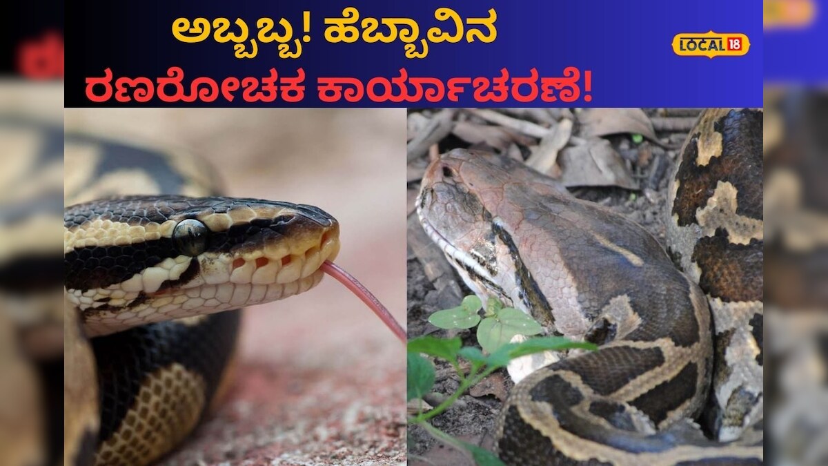 Python Rescue: ಭಾರೀ ಗಾತ್ರದ ಹೆಬ್ಬಾವು ರಕ್ಷಣೆ; ಕಾರ್ಯಾಚರಣೆ ವೇಳೆ ಉರಗ ರಕ್ಷಕನ ಮೇಲೆರಗಲು ಬಂದ ಪೈಥಾನ್ ...