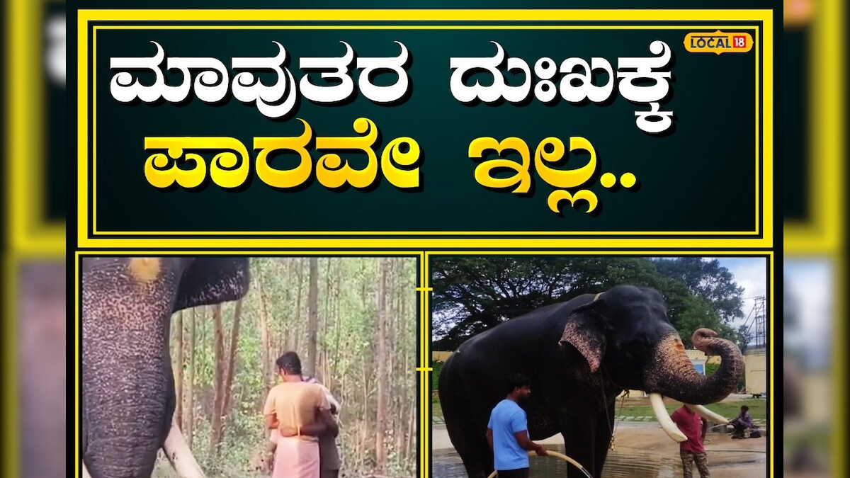 Arjuna Elephant: ಅರ್ಜುನ ಆನೆಯ ಸಾವು, ದುಃಖದಿಂದ ಪ್ರಜ್ಞೆತಪ್ಪಿದ ಮಾವುತ ...