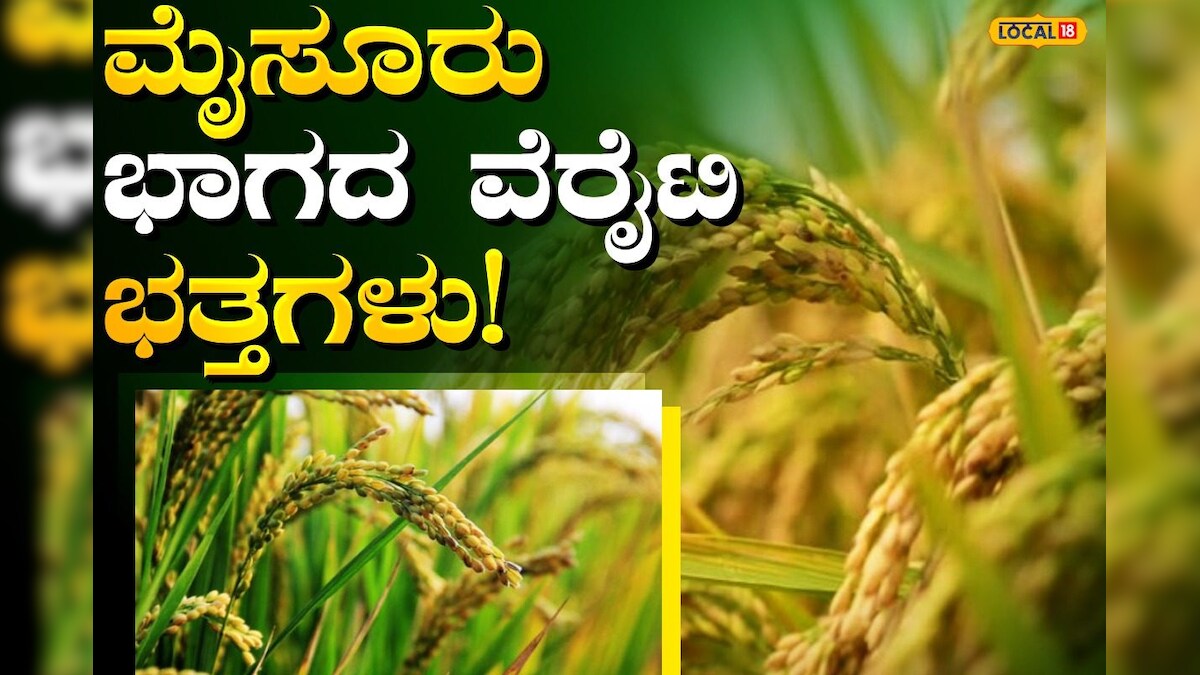 Mysuru News: ಹಳೆ ಮೈಸೂರು ಭಾಗದ 16 ತಳಿಯ ಭತ್ತಗಳ ಪ್ರದರ್ಶನ! ಕೃಷಿಕರಿಗೆ ಉಪಯುಕ್ತ ...