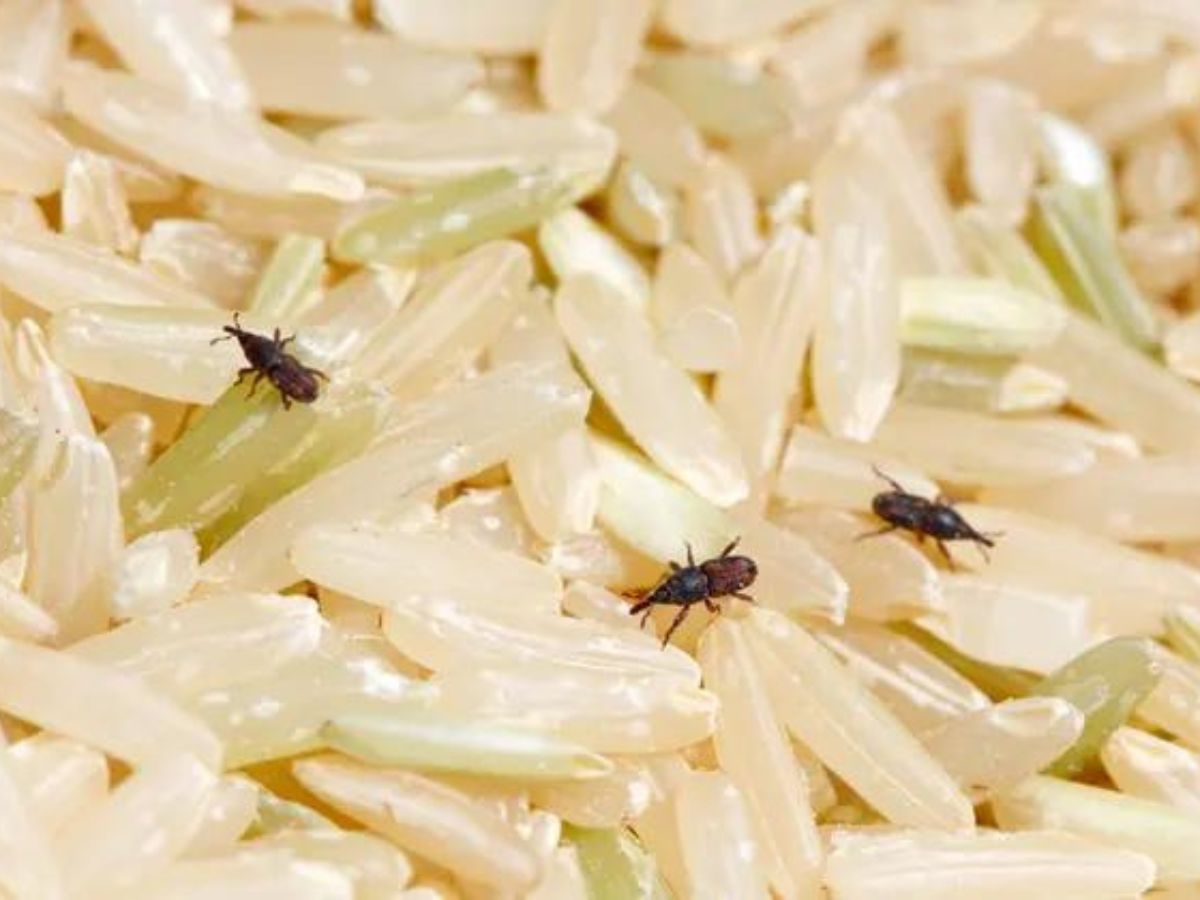 ಹುಳುಗಳಿರುವ ಅಕ್ಕಿಯನ್ನು ಹೀಗೆ ಸುಲಭವಾಗಿ ಸ್ವಚ್ಛಗೊಳಿಸಿ! | simple method of ...