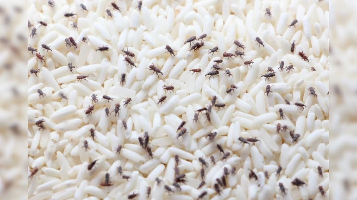 ಹುಳುಗಳಿರುವ ಅಕ್ಕಿಯನ್ನು ಹೀಗೆ ಸುಲಭವಾಗಿ ಸ್ವಚ್ಛಗೊಳಿಸಿ! | simple method of ...