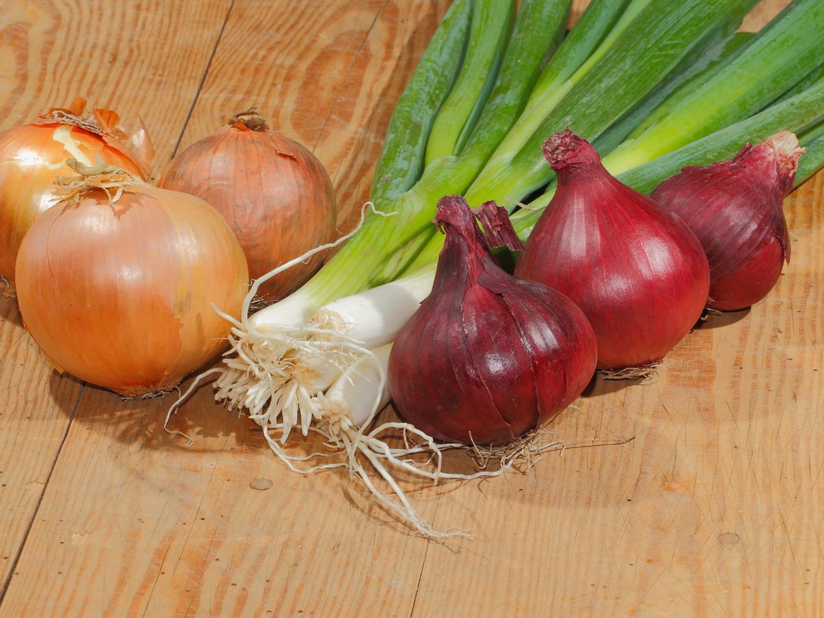 ಚಳಿಗಾಲದಲ್ಲಿ ಈರುಳ್ಳಿ ಹೂ ತಿಂದ್ರೆ ಈ ರೋಗಗಳು ನಿಮ್ಮತ್ತ ಸುಳಿಯೋದು ಇಲ್ಲ ...